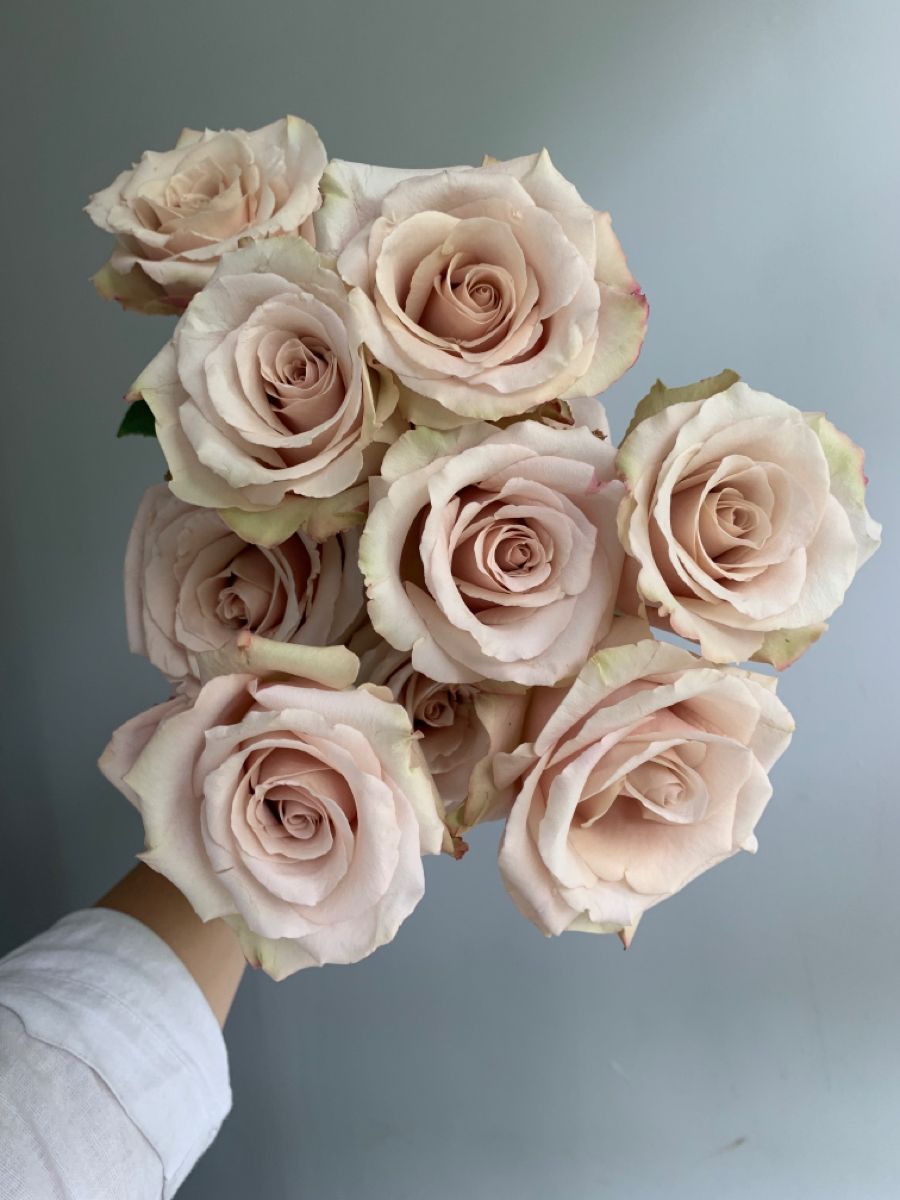 Quicksand rose store